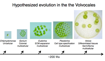 The Olson Lab – Multicellular Evolution | Machine Learning